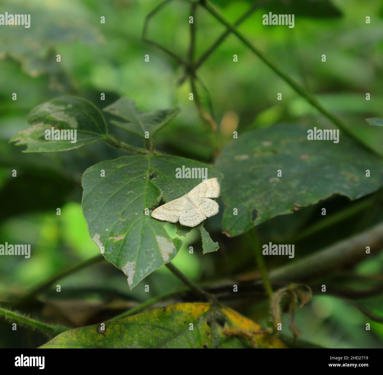 Cream colored moth hi-res stock photography and images - Alamy