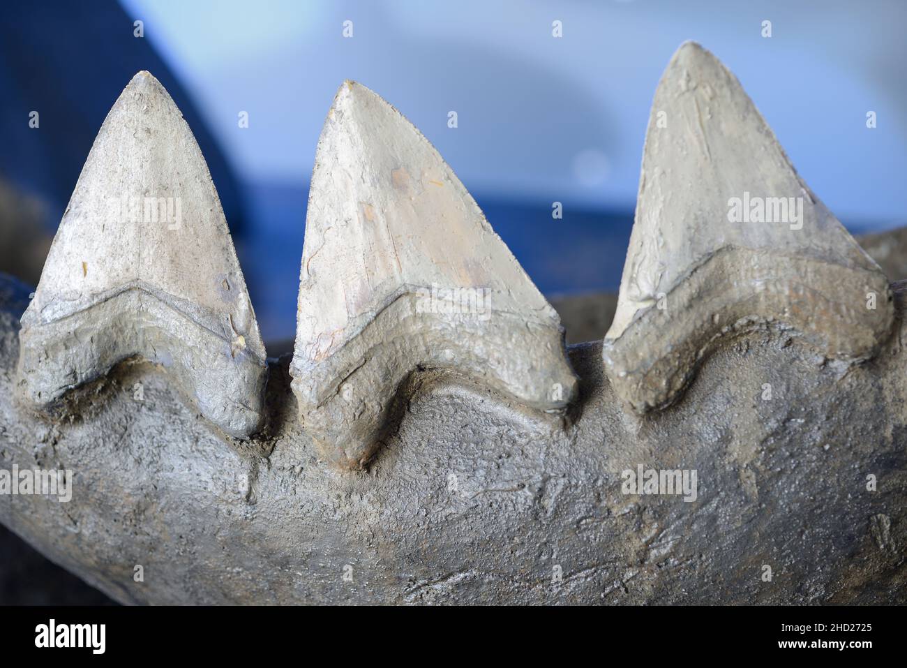 Reconstruction of teeth of the largest shark, Megalodon Stock Photo - Alamy