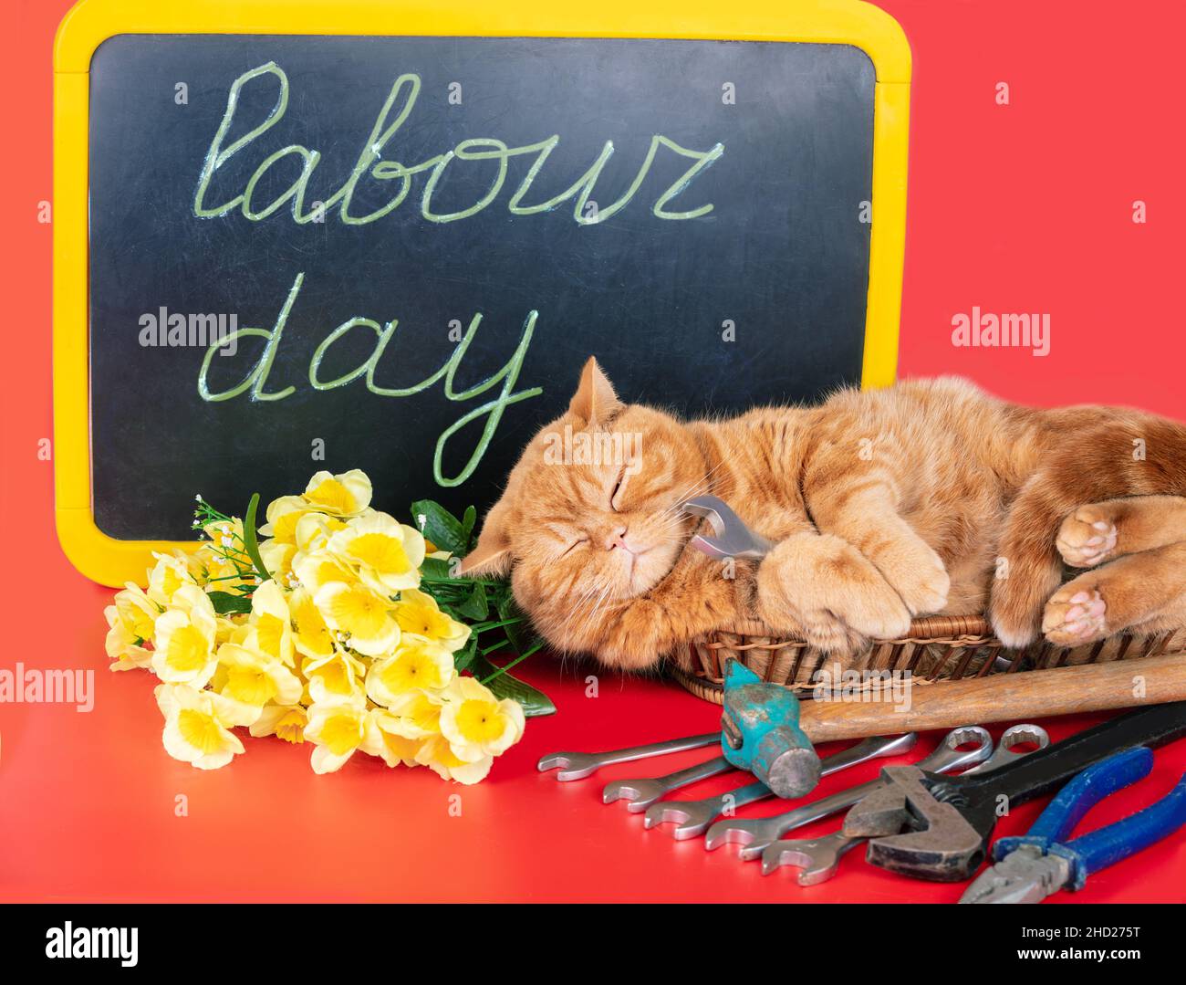 Greeting from the funny orange relaxing cat with International Labour ...