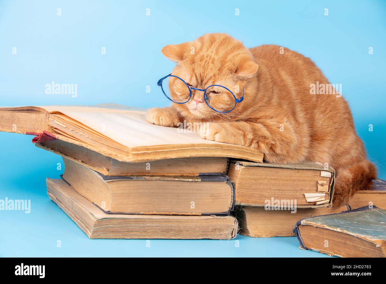 Cute clever cat with glasses reading a book. The cat lies on a stack of ...
