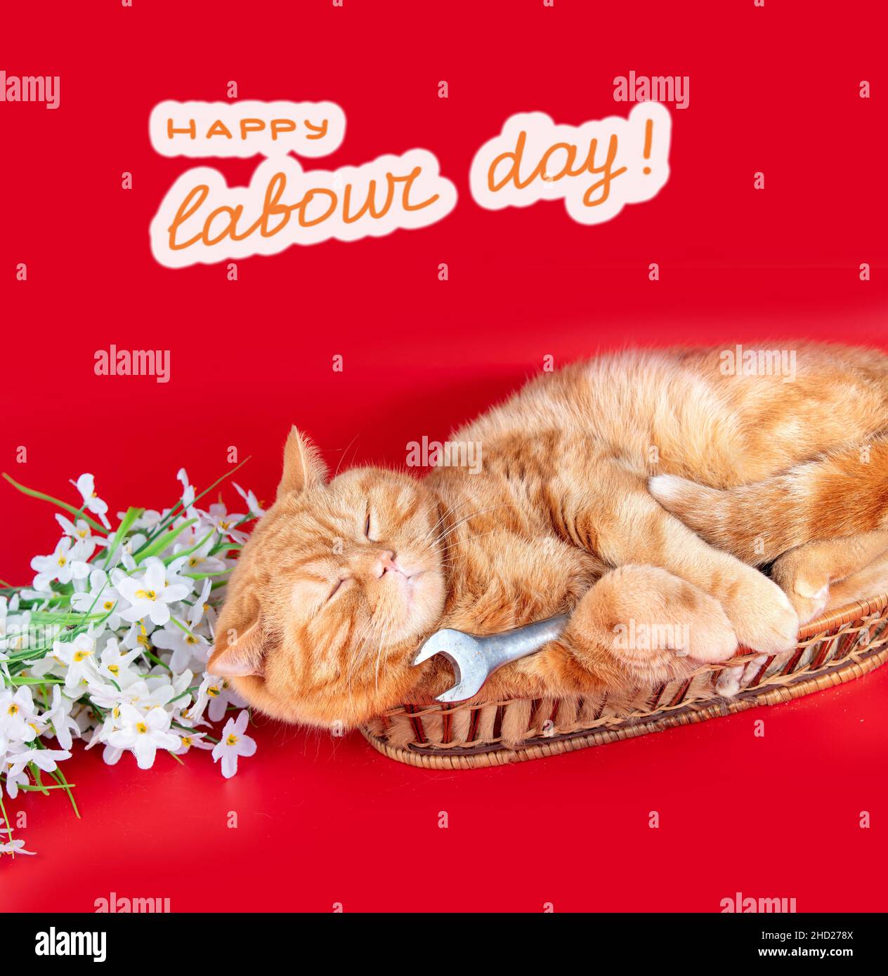Greeting from a funny orange relaxing cat with International Labour day ...