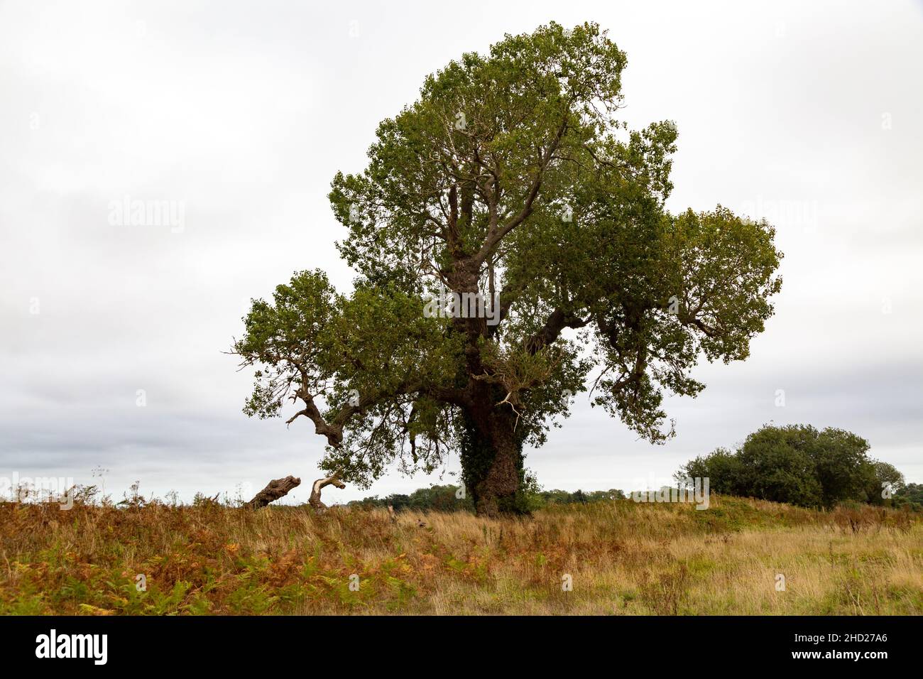Native mature black poplar tree, Populus nigra, standing alone at field ...