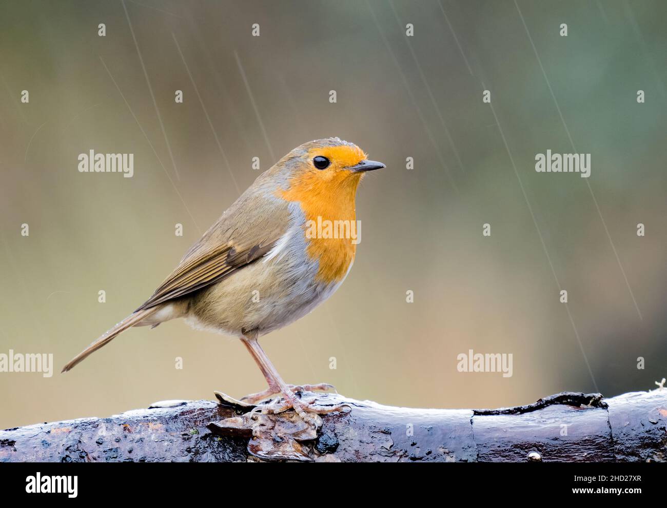 Female robin uk hi-res stock photography and images - Alamy