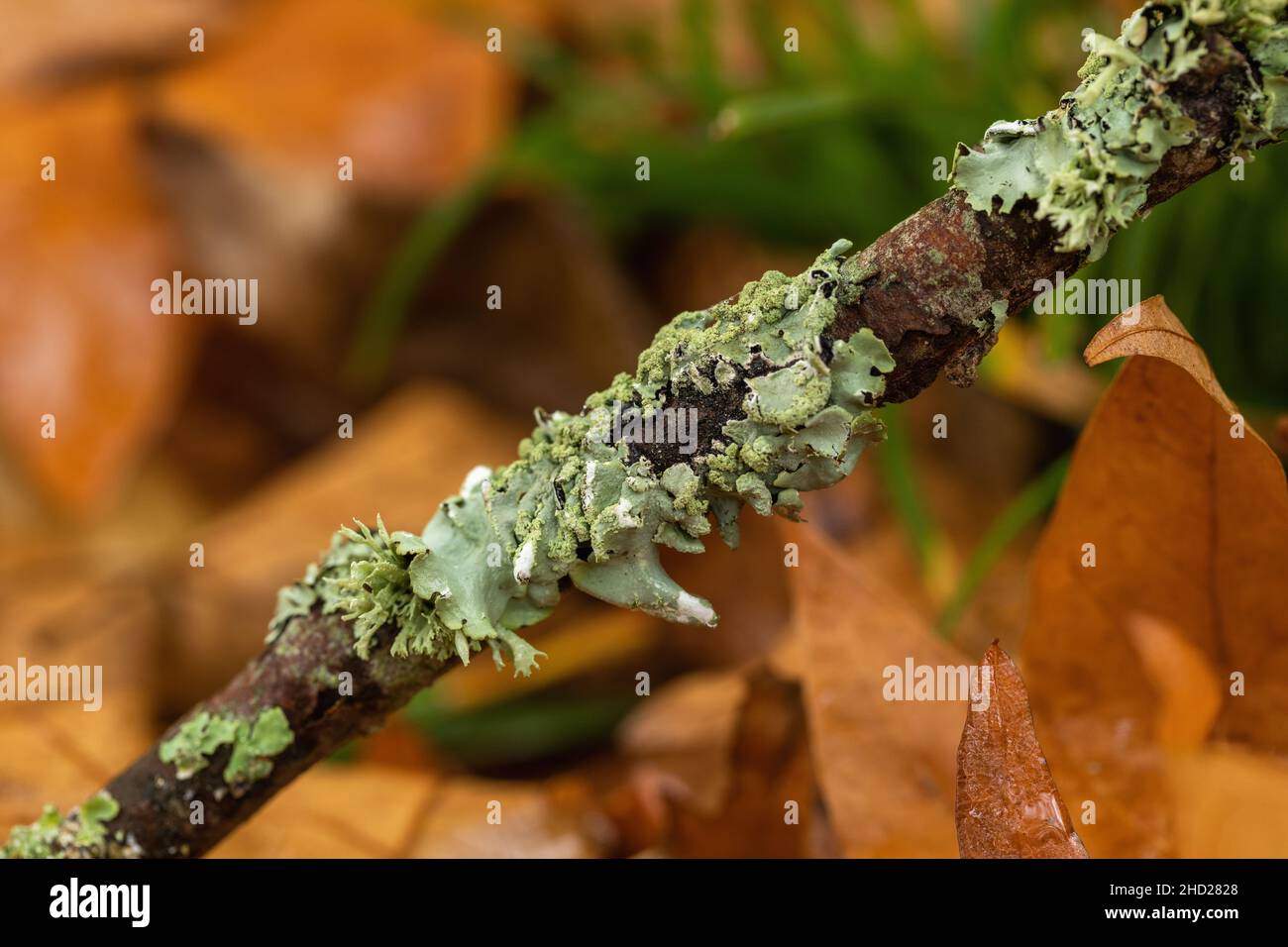 Close up of green lichens growing on a fallen branch on the forest ...