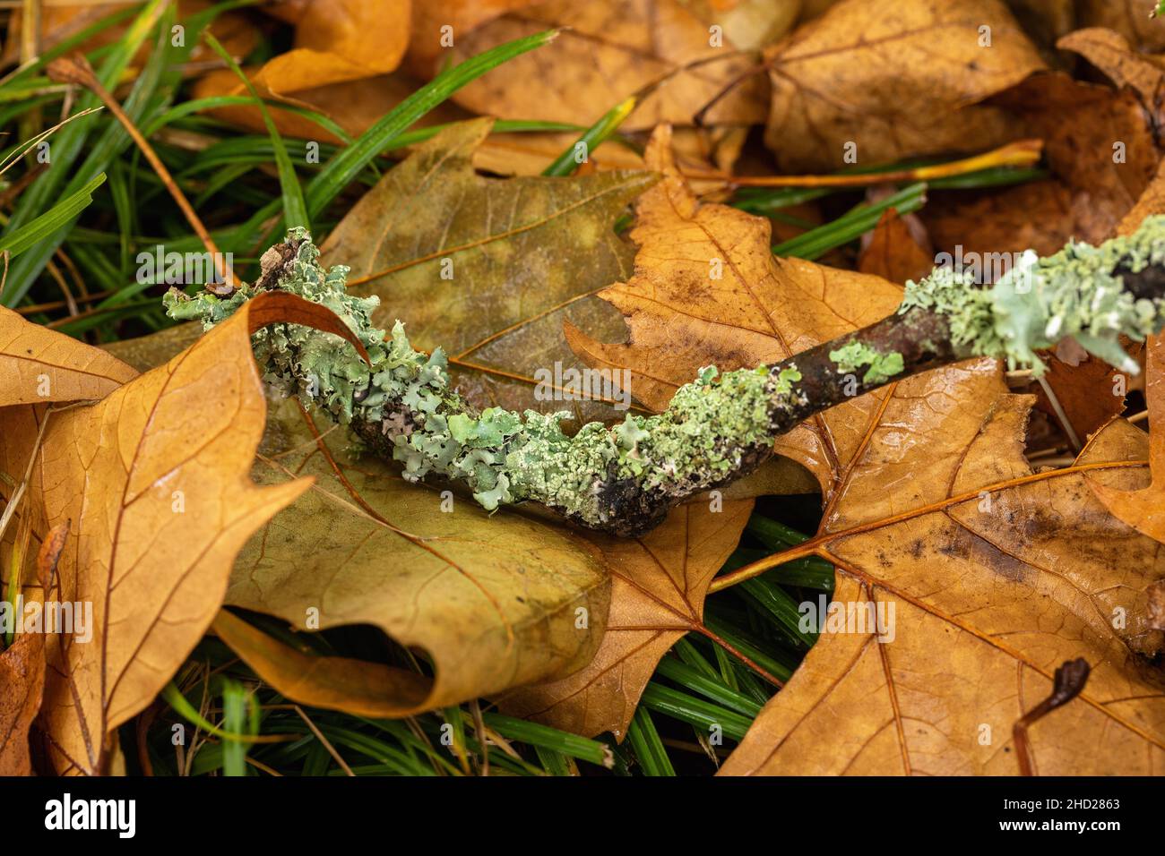 Close up of green lichens growing on a fallen branch on the forest ...