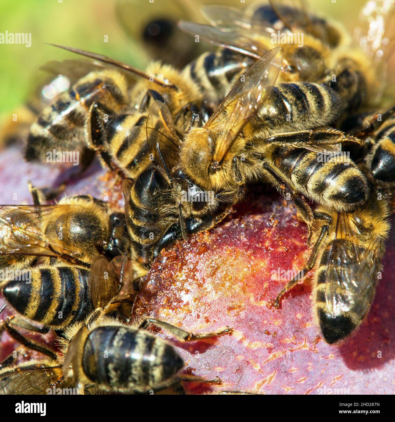 Beehive apis mellifera hi-res stock photography and images - Alamy