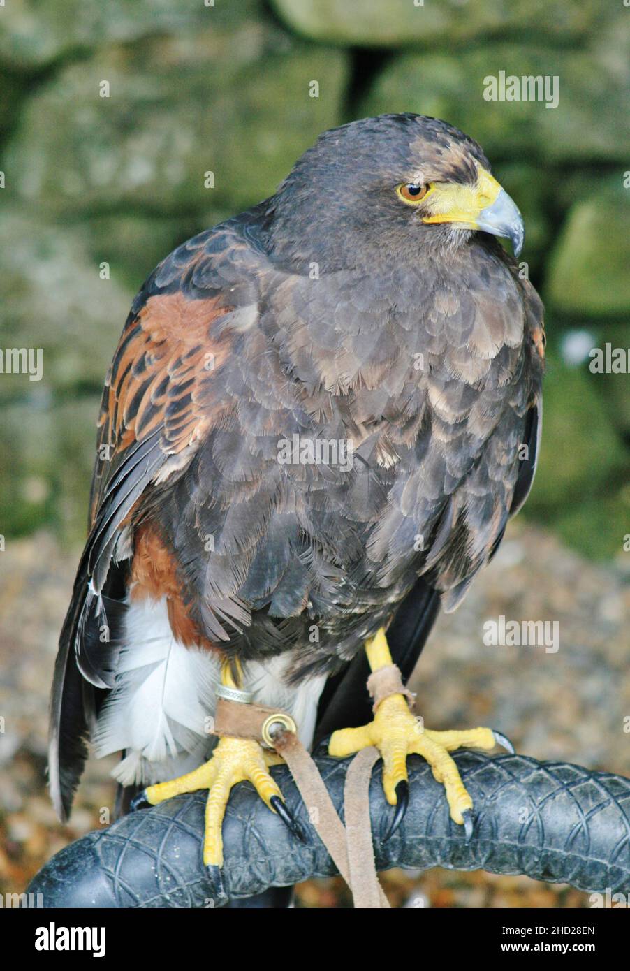 Harris Hawk - Bird Of Prey Stock Photo - Alamy