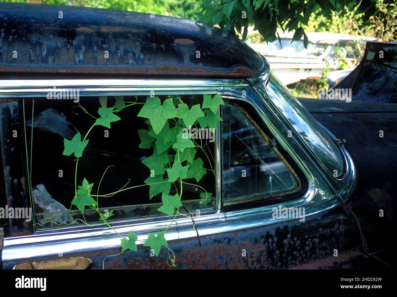 Vintage car overgrown in junk yard. Ontario Canada Stock Photo - Alamy