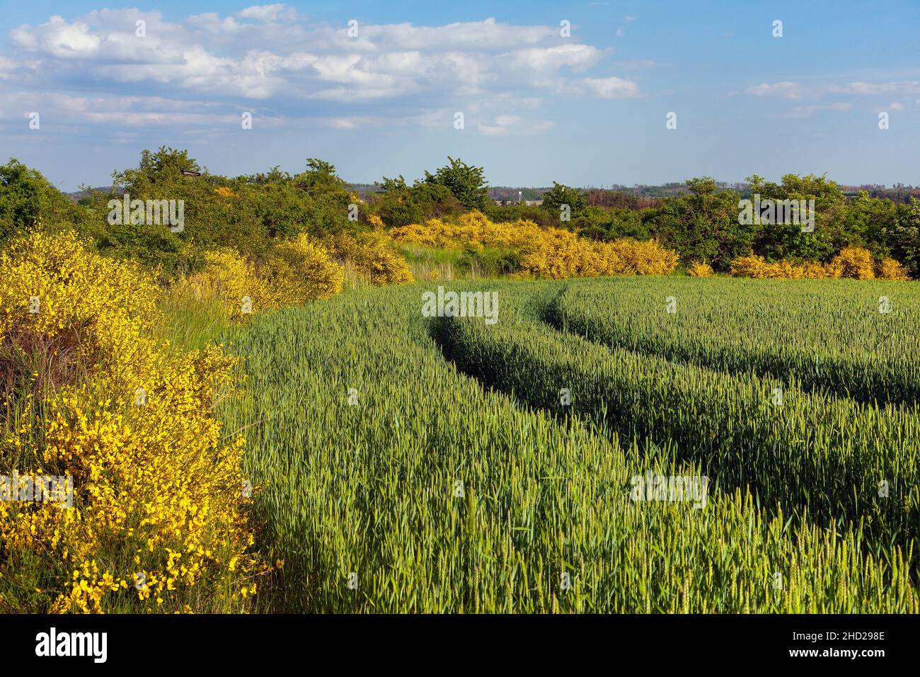 Cytisus scoparius, the common broom or Scotch broom yellow flowering in ...