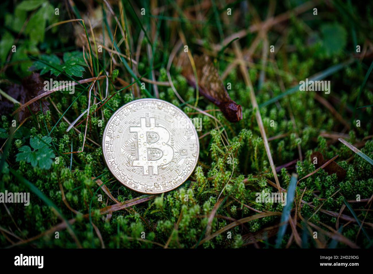 a bitcoin coin lies in the grass in the rain Stock Photo - Alamy