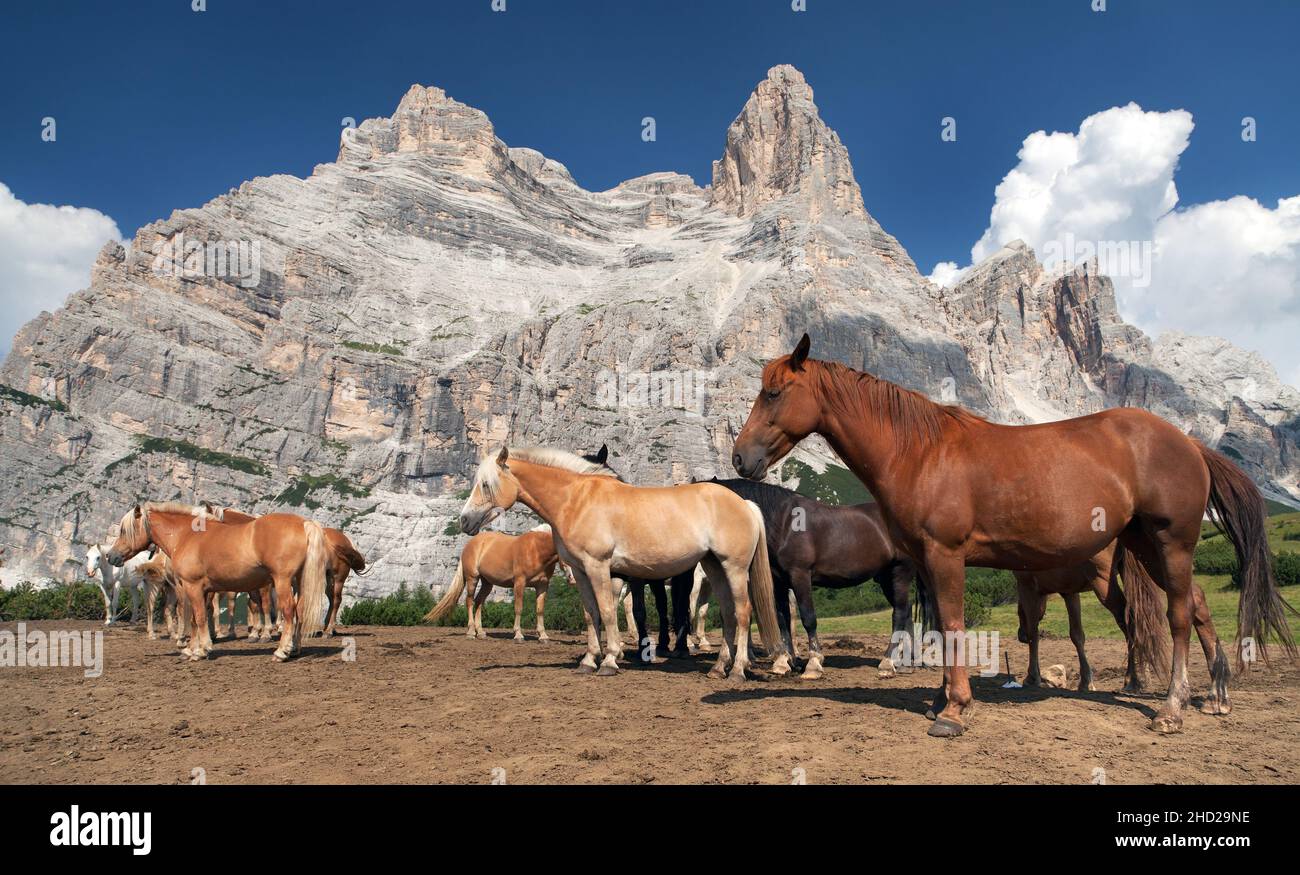 Animal mount hi-res stock photography and images - Alamy