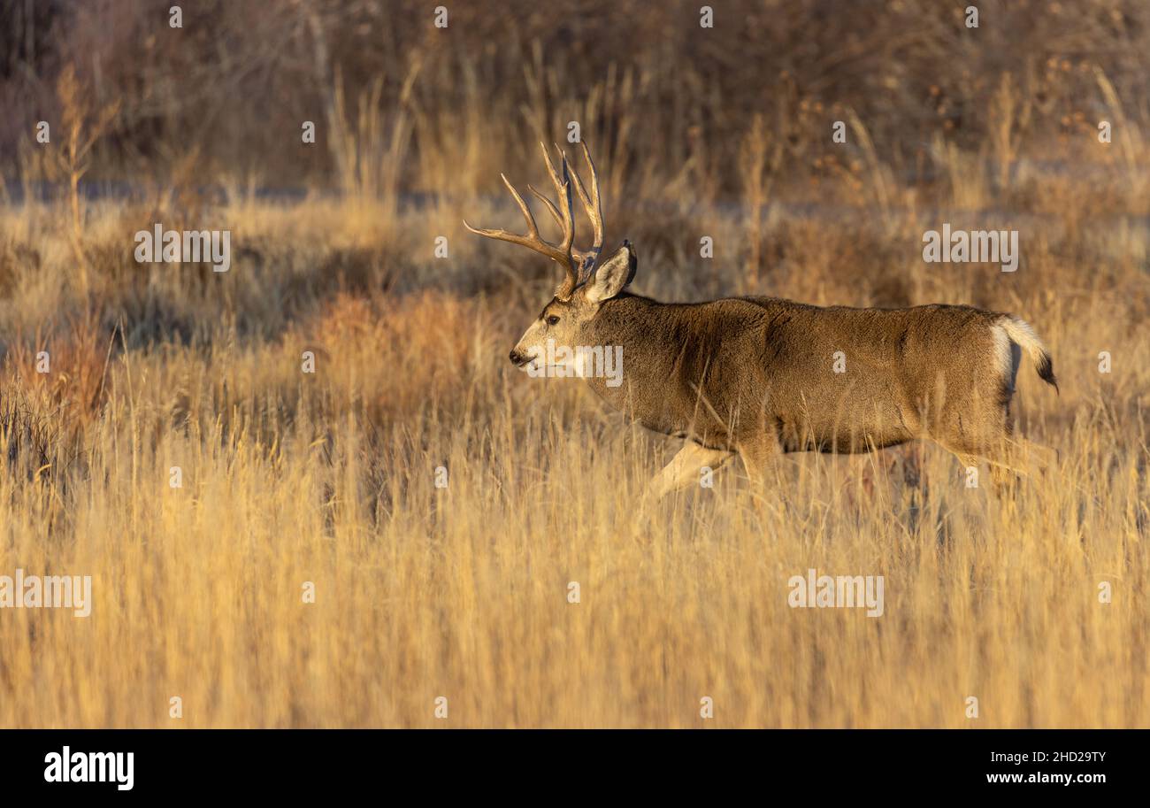 Mule deer Buck During the Rut in Colorado in Autumn Stock Photo - Alamy