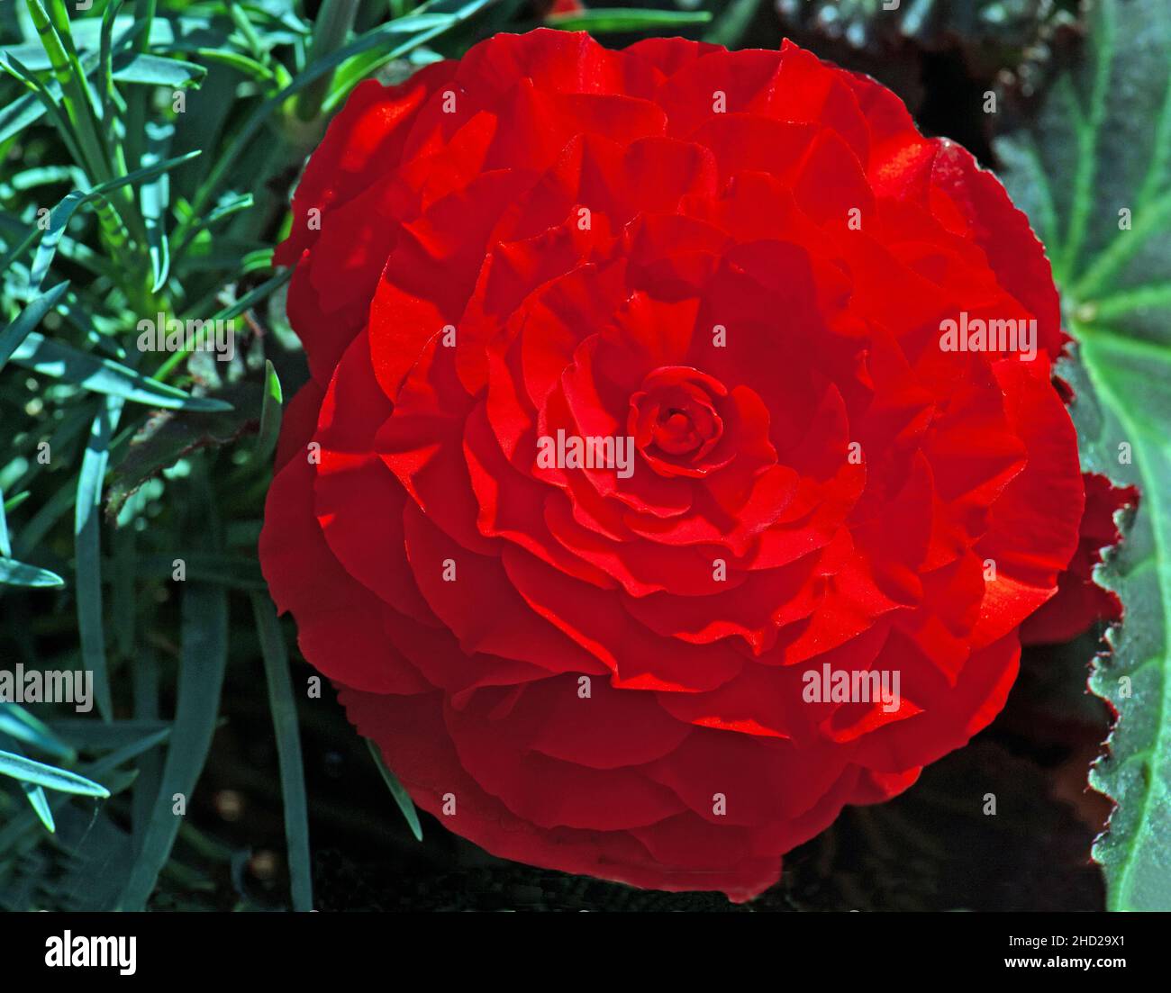 Bright red tuberous begonia Stock Photo - Alamy