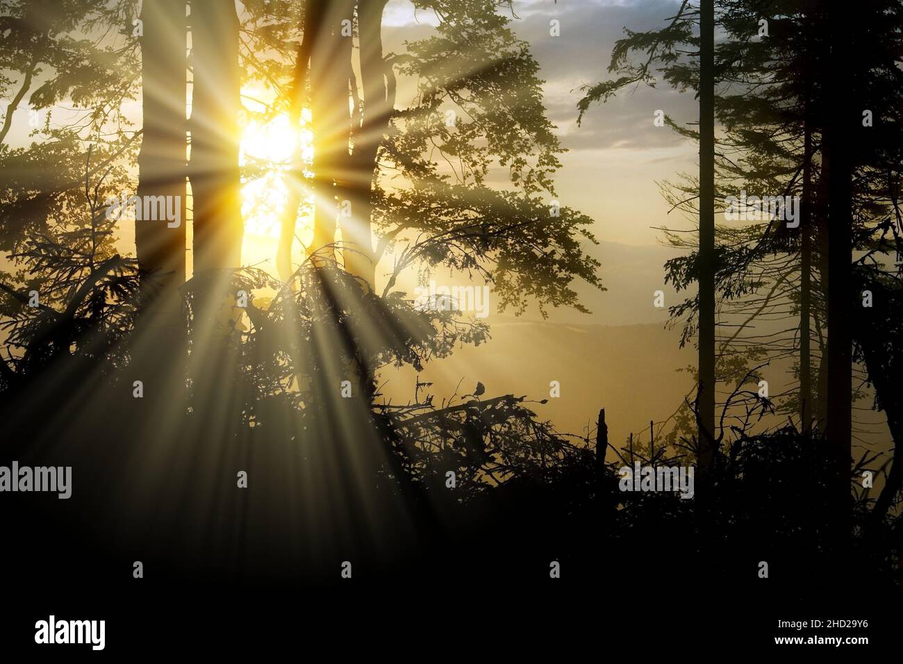 View from wood with contreyour sun rays and trees Stock Photo - Alamy