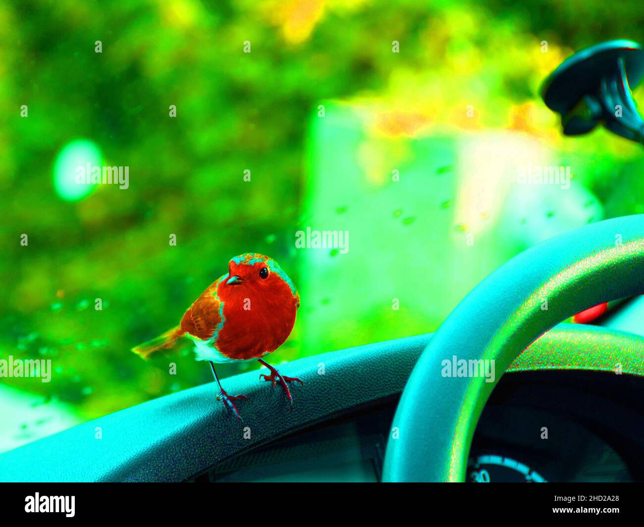 A really, really red-breasted robin...! Stock Photo - Alamy