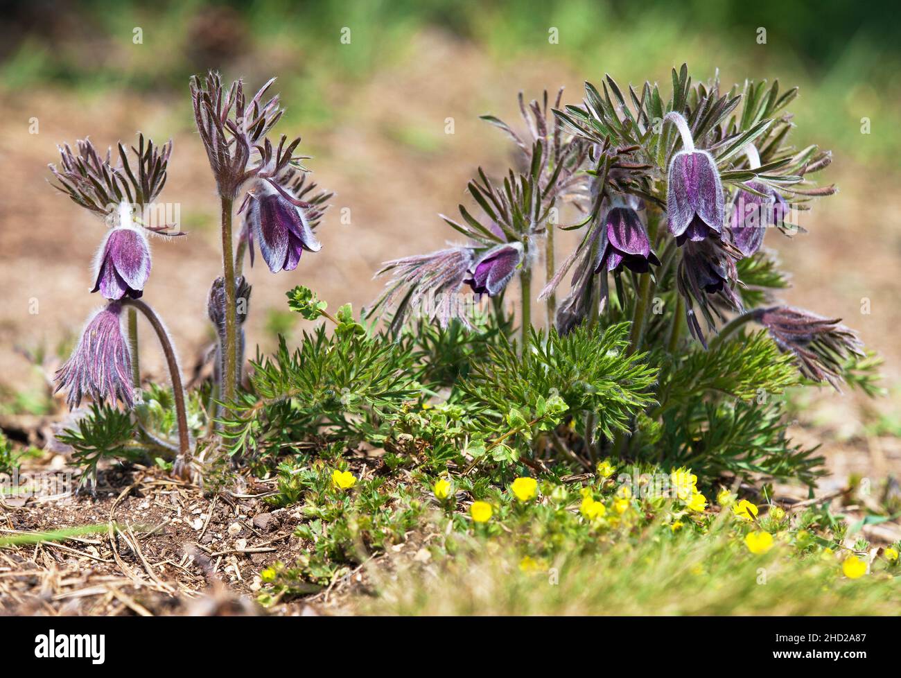 Pasqueflower. Beautiful flower of small pasque flower or pasqueflower ...