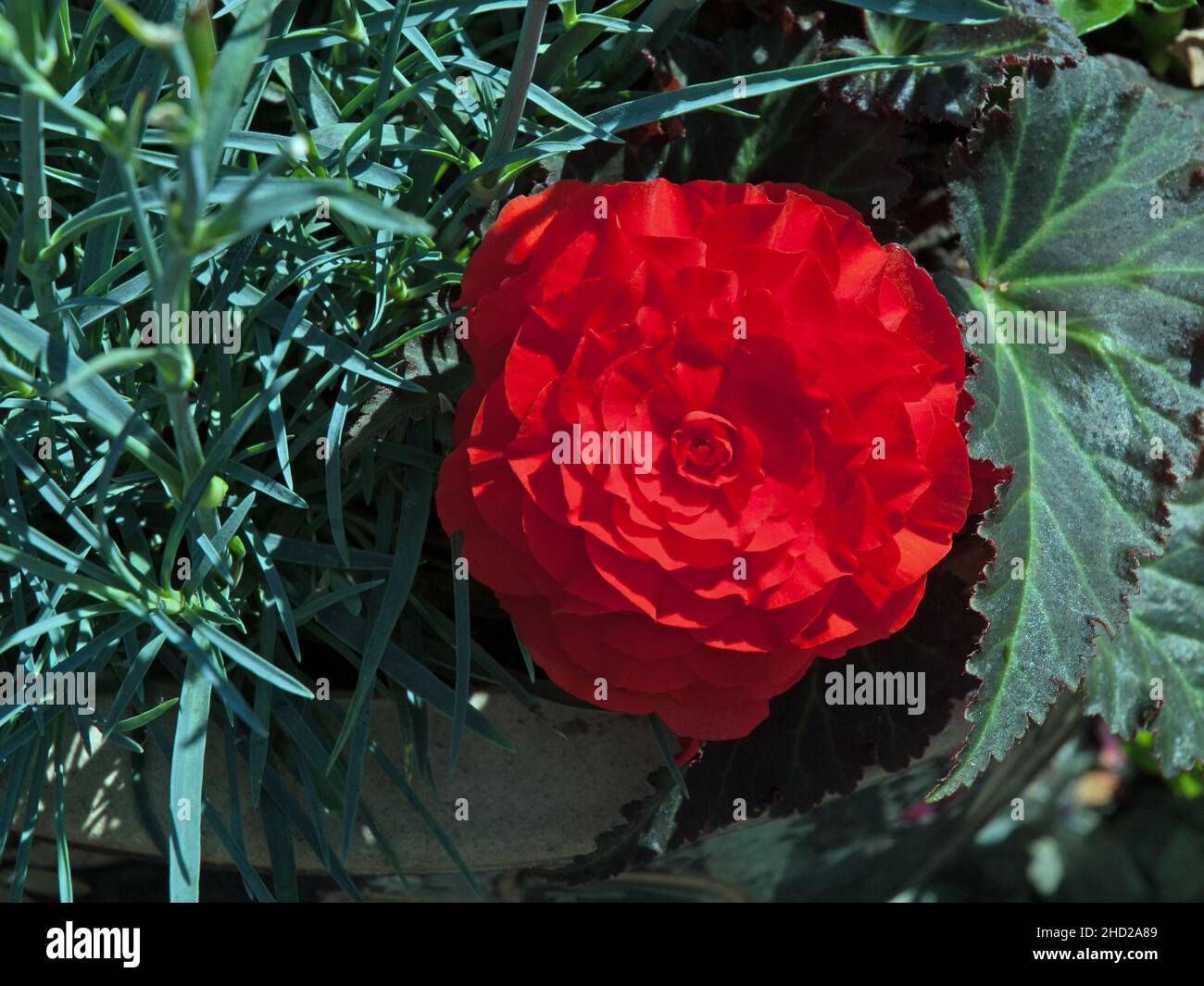 Bright red tuberous begonia Stock Photo - Alamy