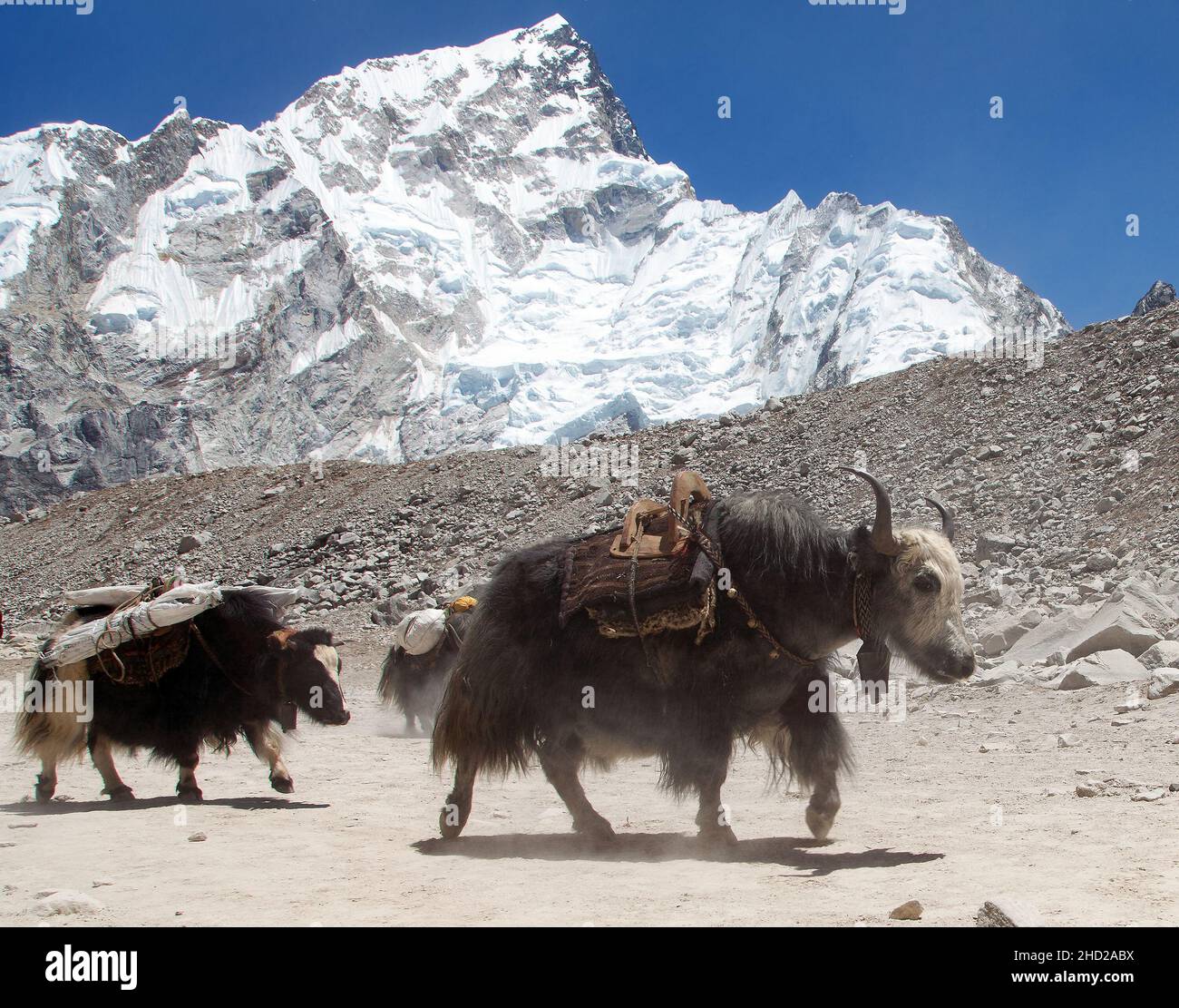 Yak and herdsman hi-res stock photography and images - Alamy