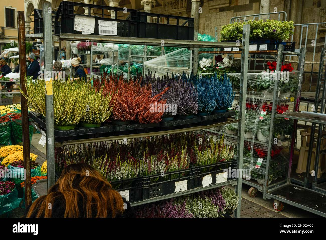 Cremona lifestyle hi-res stock photography and images - Alamy