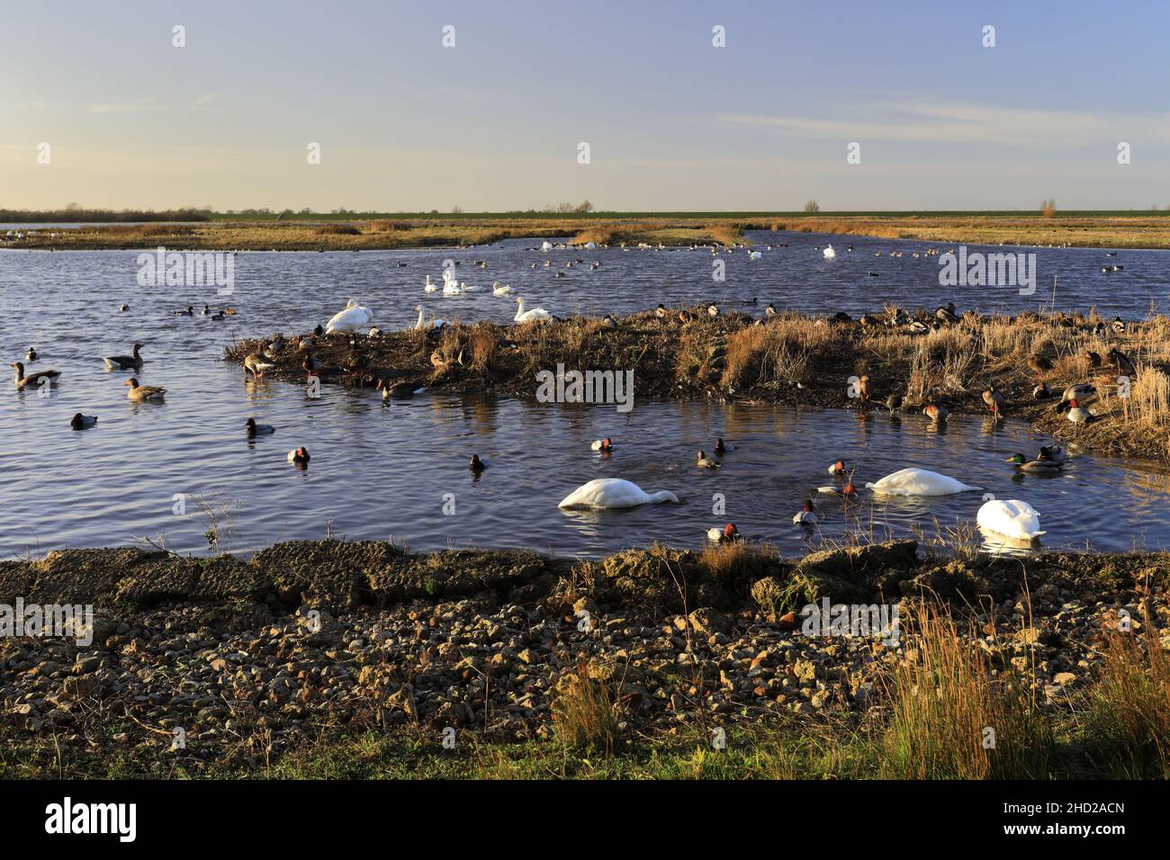 Winter Swans and ducks at Welney Washes Nature reserve, Welney village ...