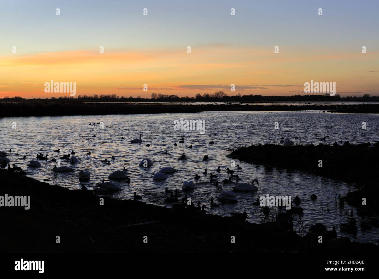 Swans at welney wetland centre hi-res stock photography and images - Alamy