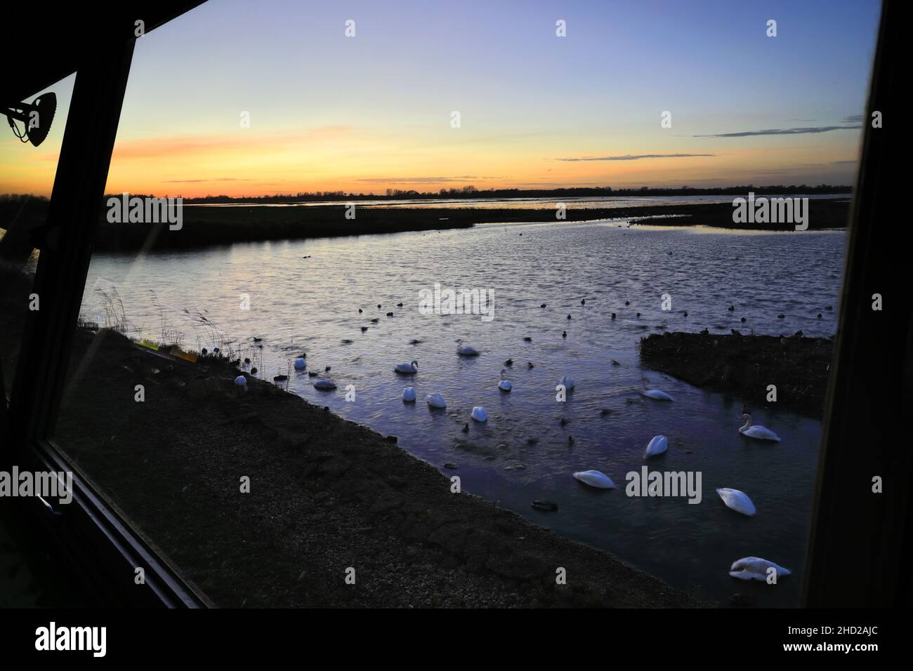 Winter Swans and ducks at Welney Washes Nature reserve, Welney village ...