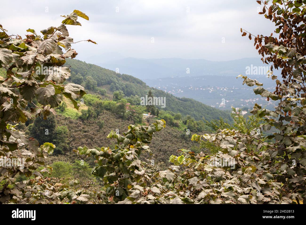 Mountain landscape with hazelnut tree.Ordu province Stock Photo - Alamy