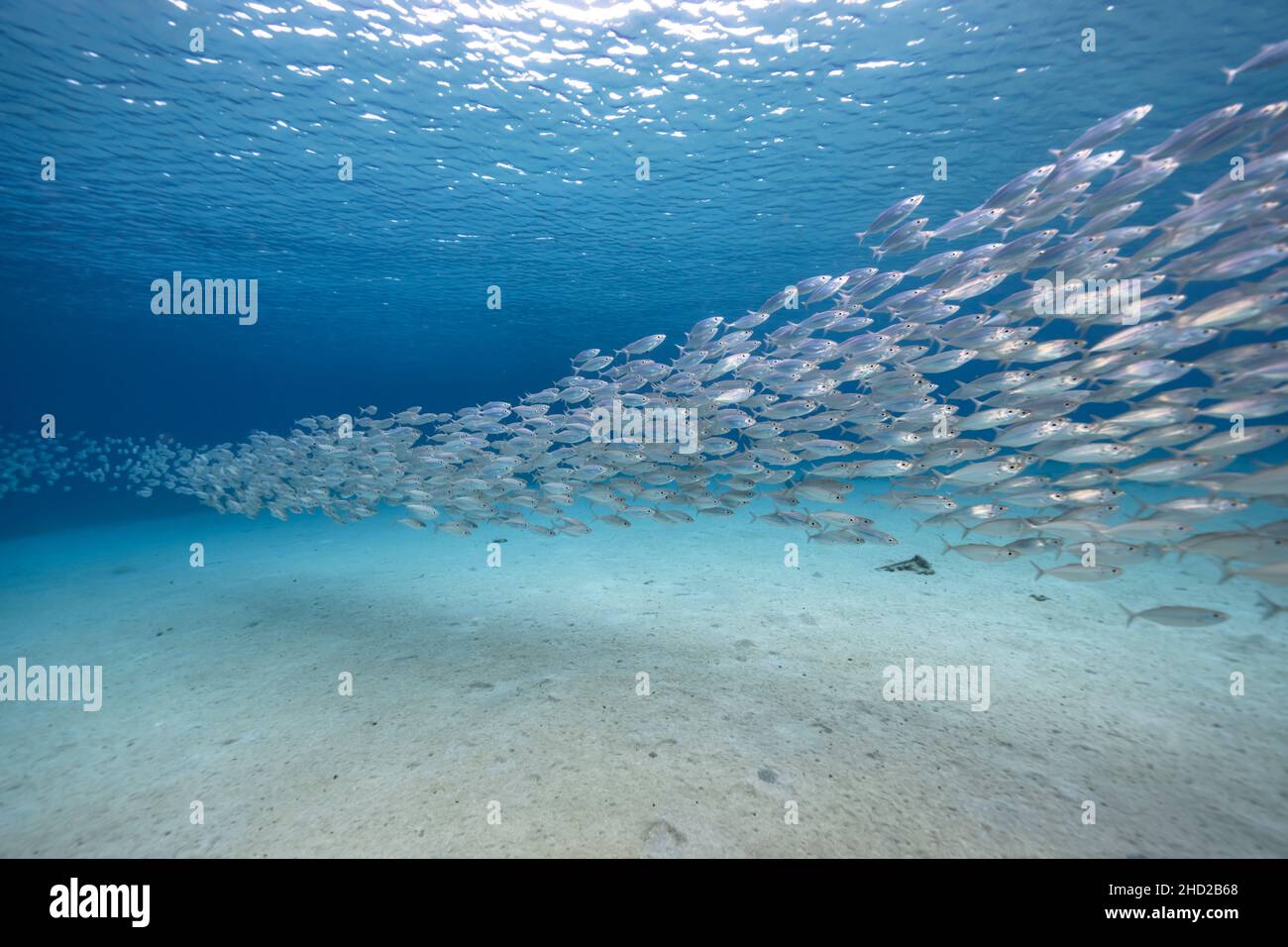 Seascape with Bait Ball, School of Fish in the coral reef of the ...