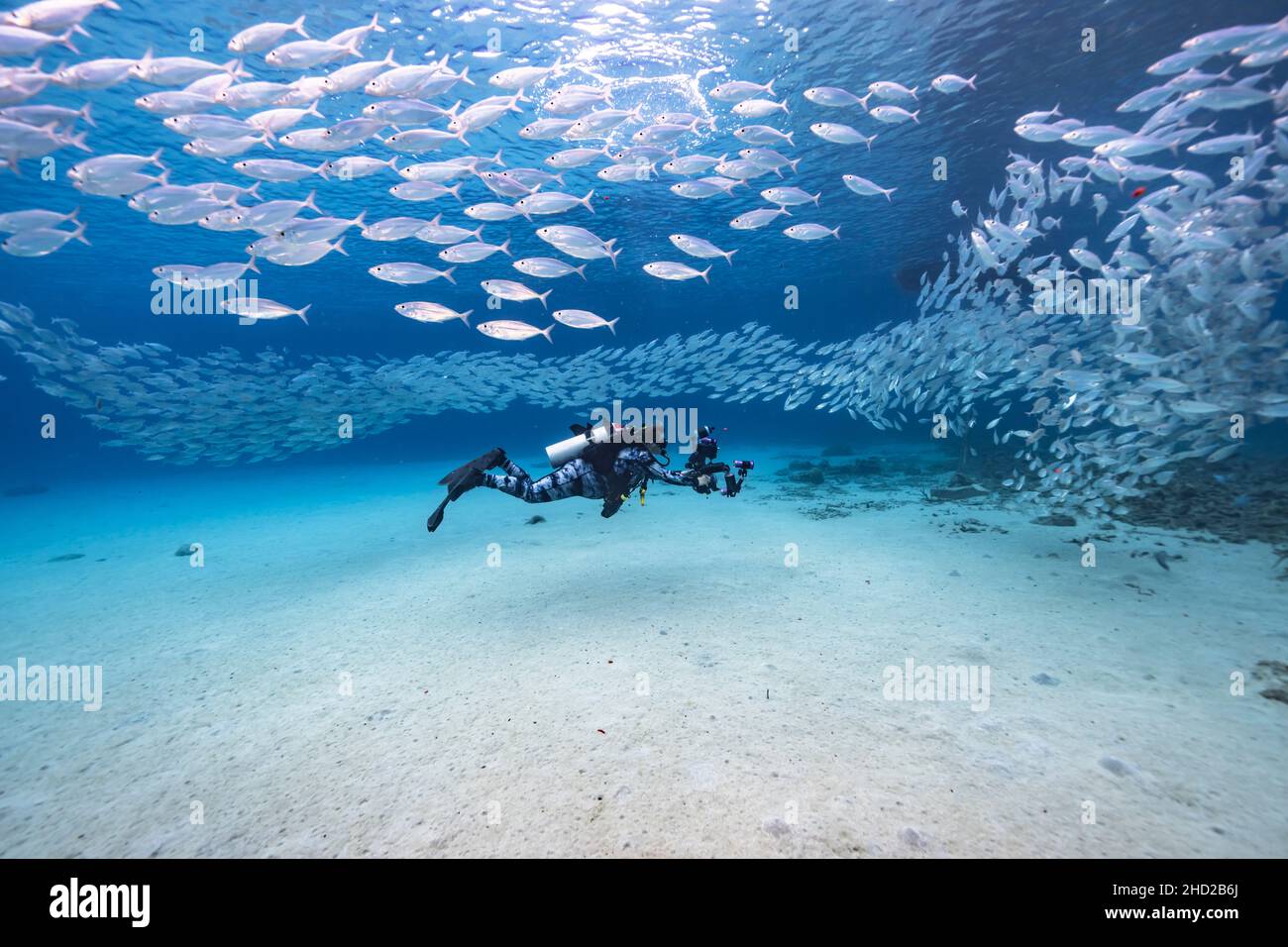 Seascape with Bait Ball, School of Fish in the coral reef of the ...
