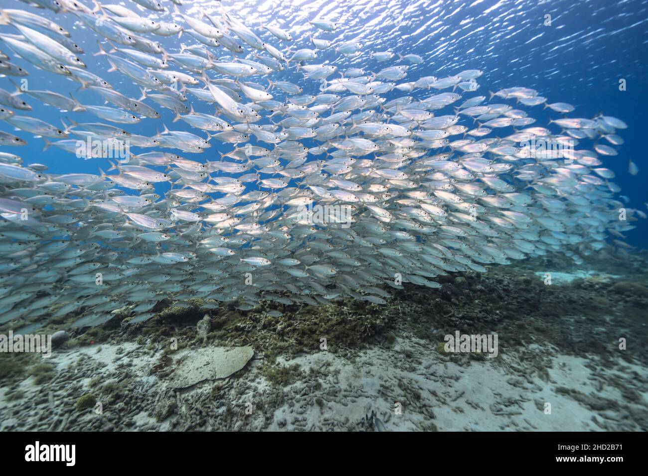 Seascape with Bait Ball, School of Fish in the coral reef of the ...