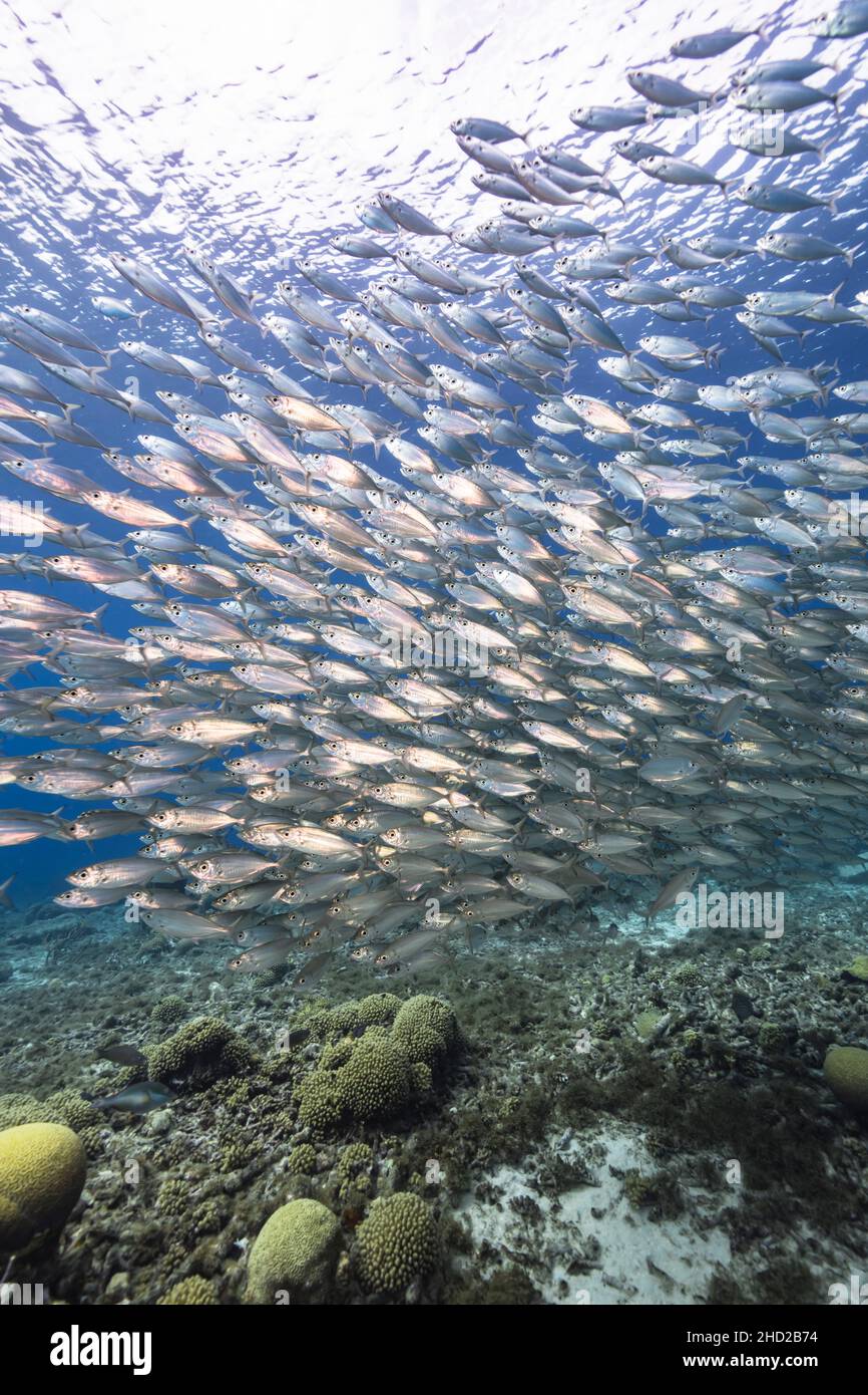 Seascape with Bait Ball, School of Fish in the coral reef of the ...