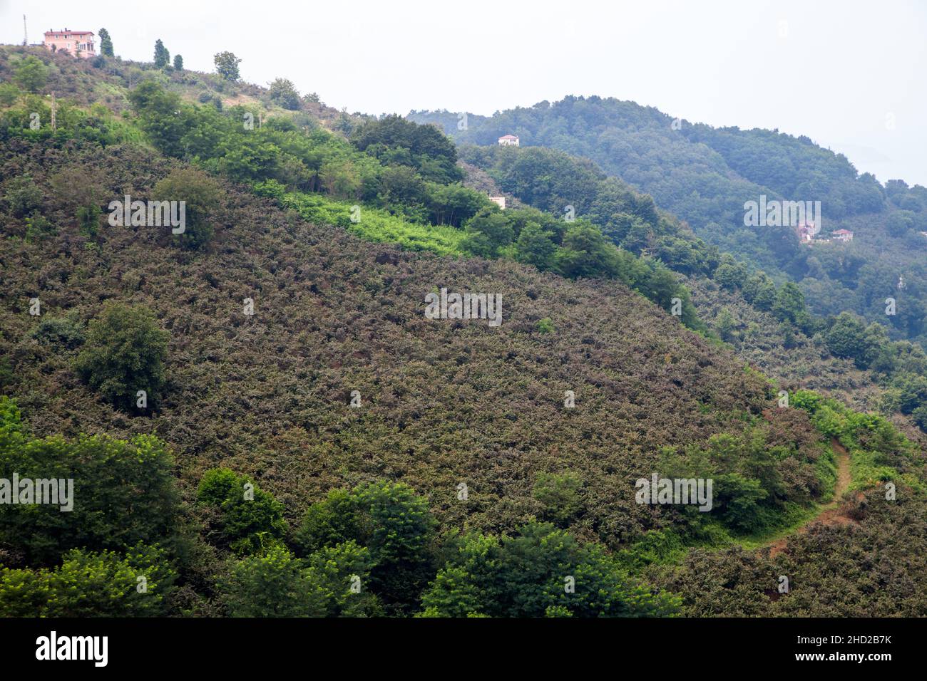 Mountain landscape with hazelnut tree.Ordu province Stock Photo - Alamy