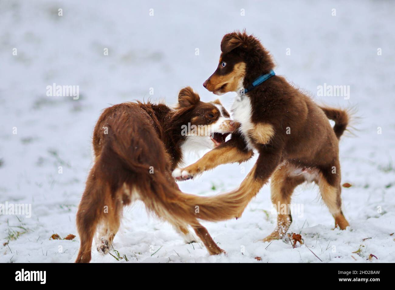 Two dogs playing together wat winter park Stock Photo - Alamy