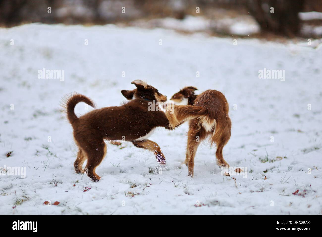Two dogs playing together wat winter park Stock Photo - Alamy