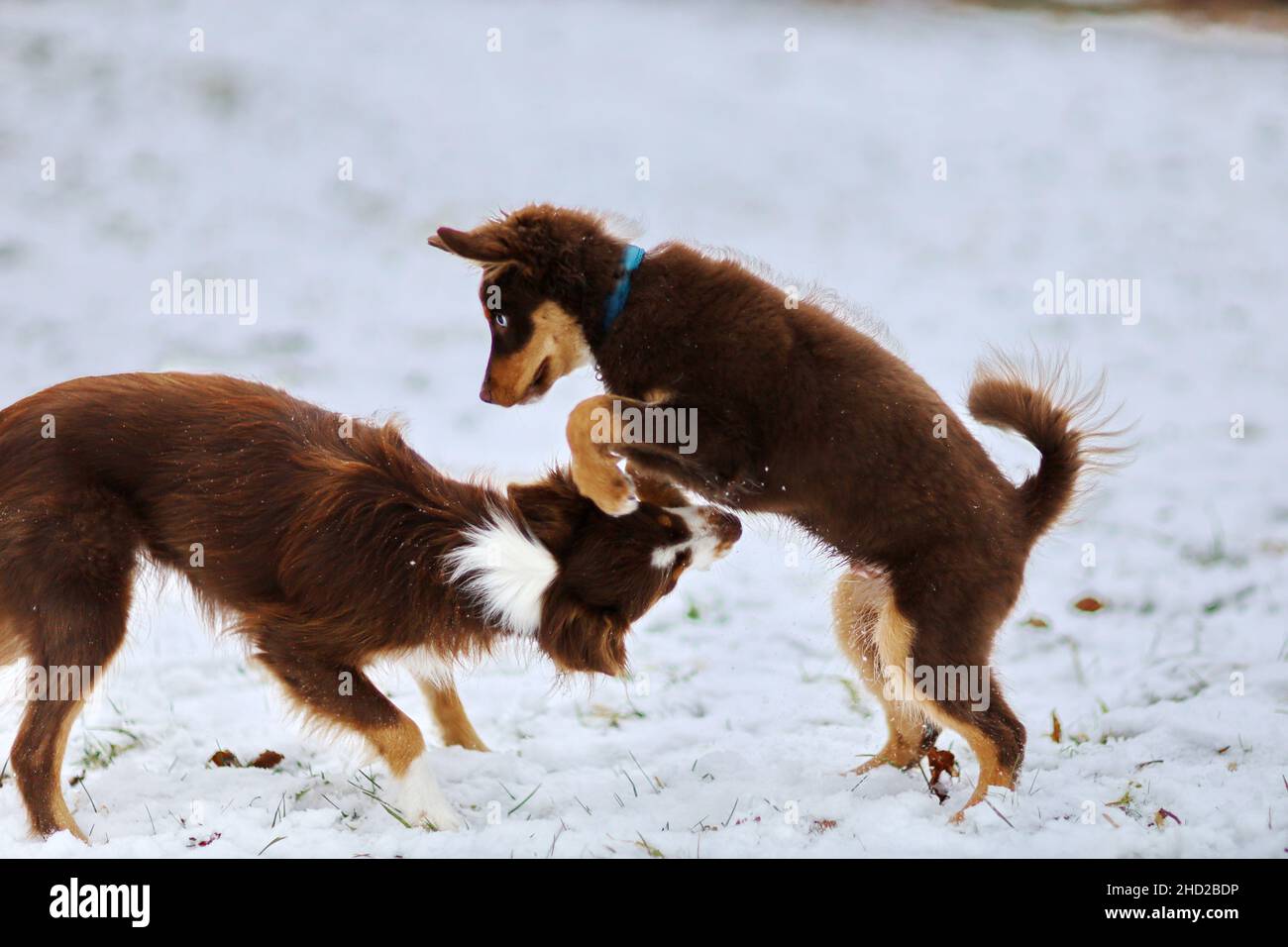 Dogs playing together hi-res stock photography and images - Alamy