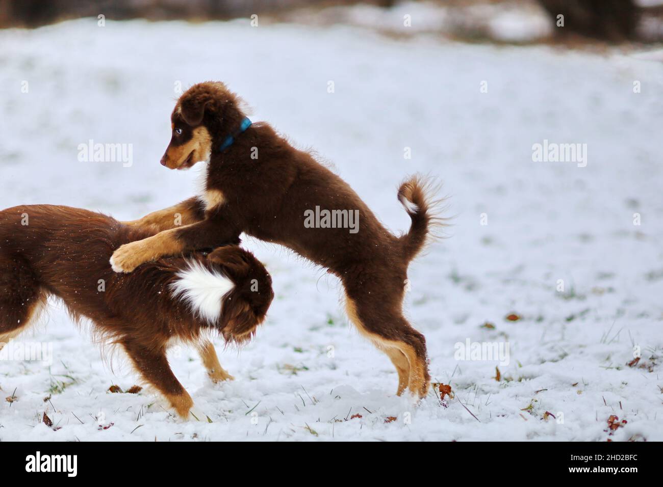 Two dogs playing together wat winter park Stock Photo - Alamy