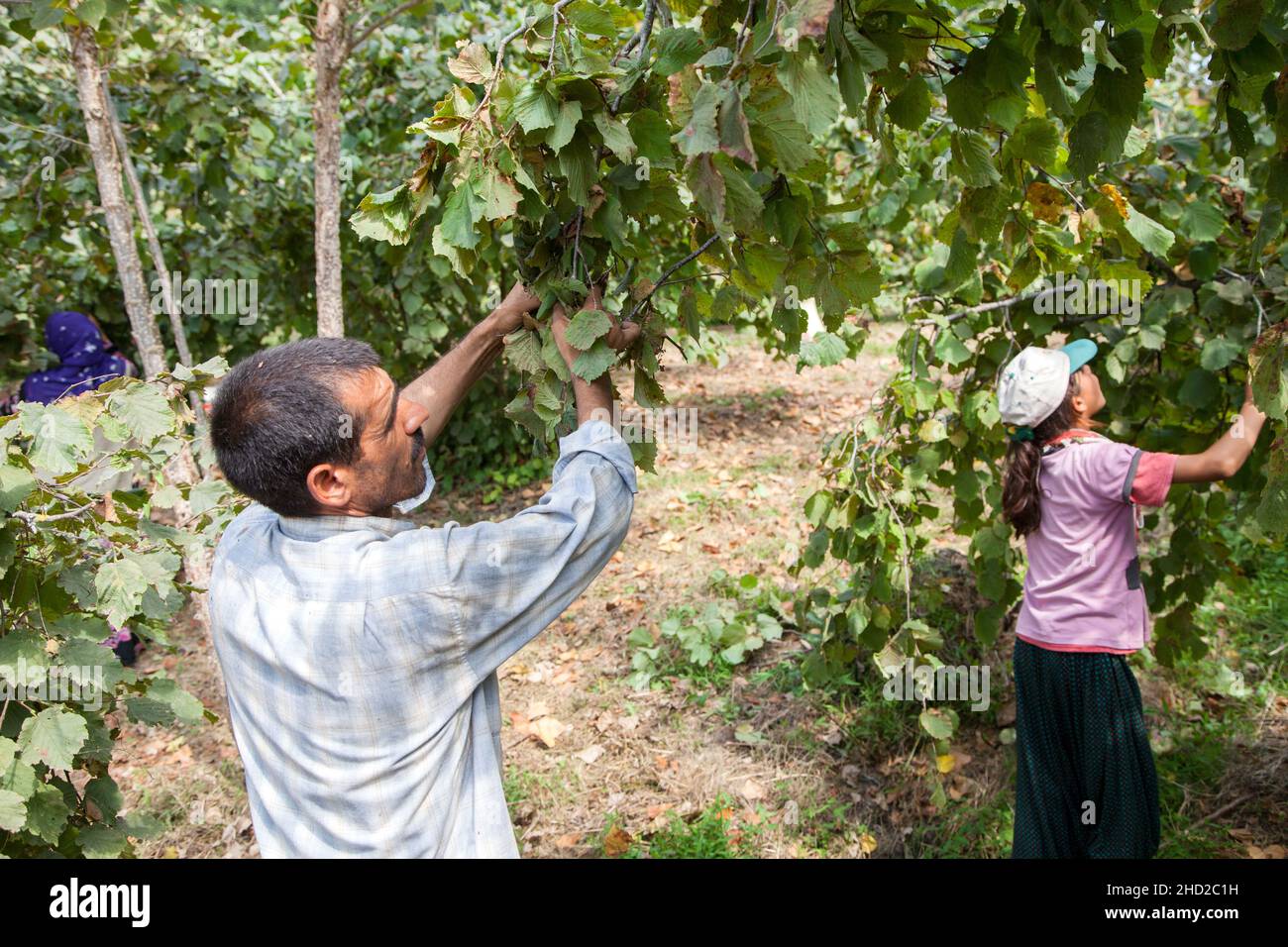 Ordu,Turkey - 08-05-2016:A group of workers collect hazelnuts Stock ...