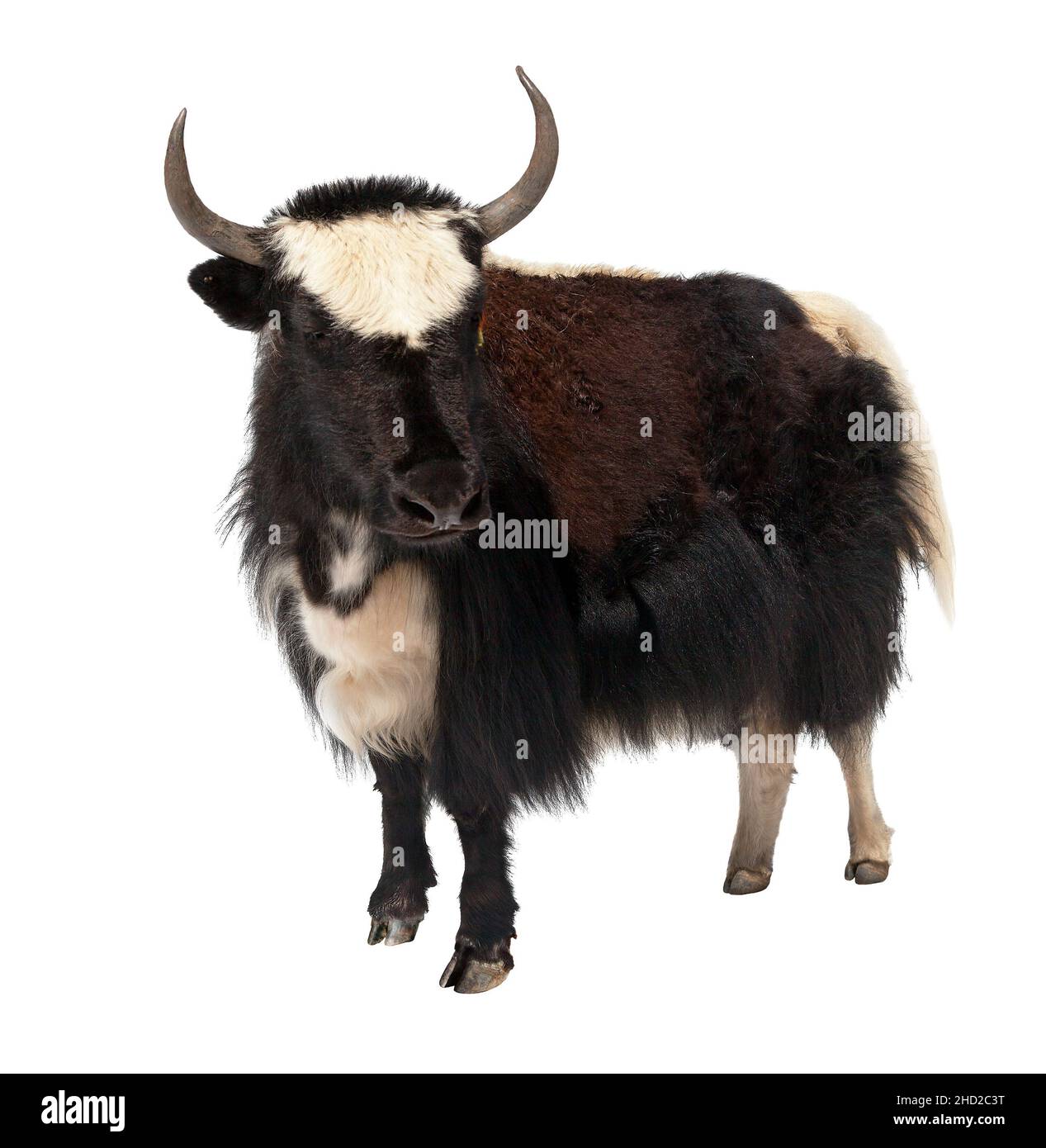 Black and white yak (Bos grunniens or Bos mutus) isolated on white ...
