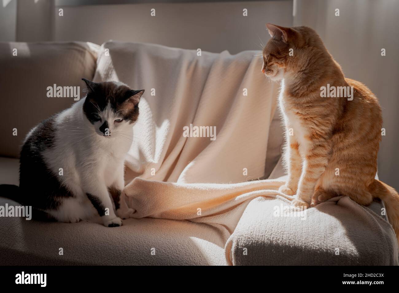 two domestic cats playing on a sofa under the light of the window Stock ...