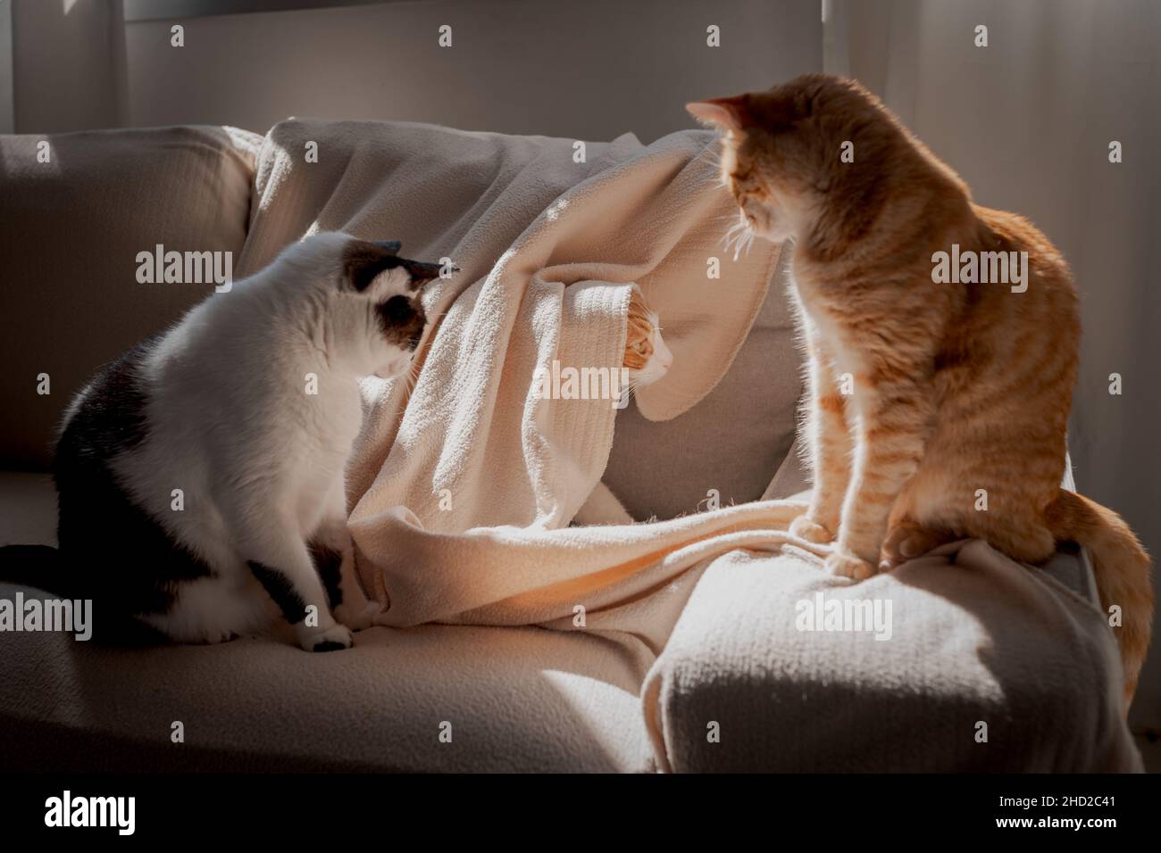 three domestic cats playing on a sofa under the light of the window ...