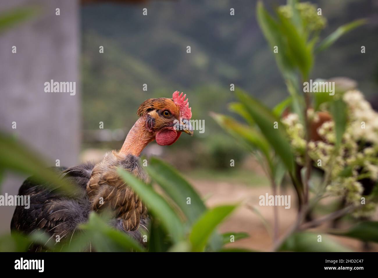Plucked bird hi-res stock photography and images - Alamy