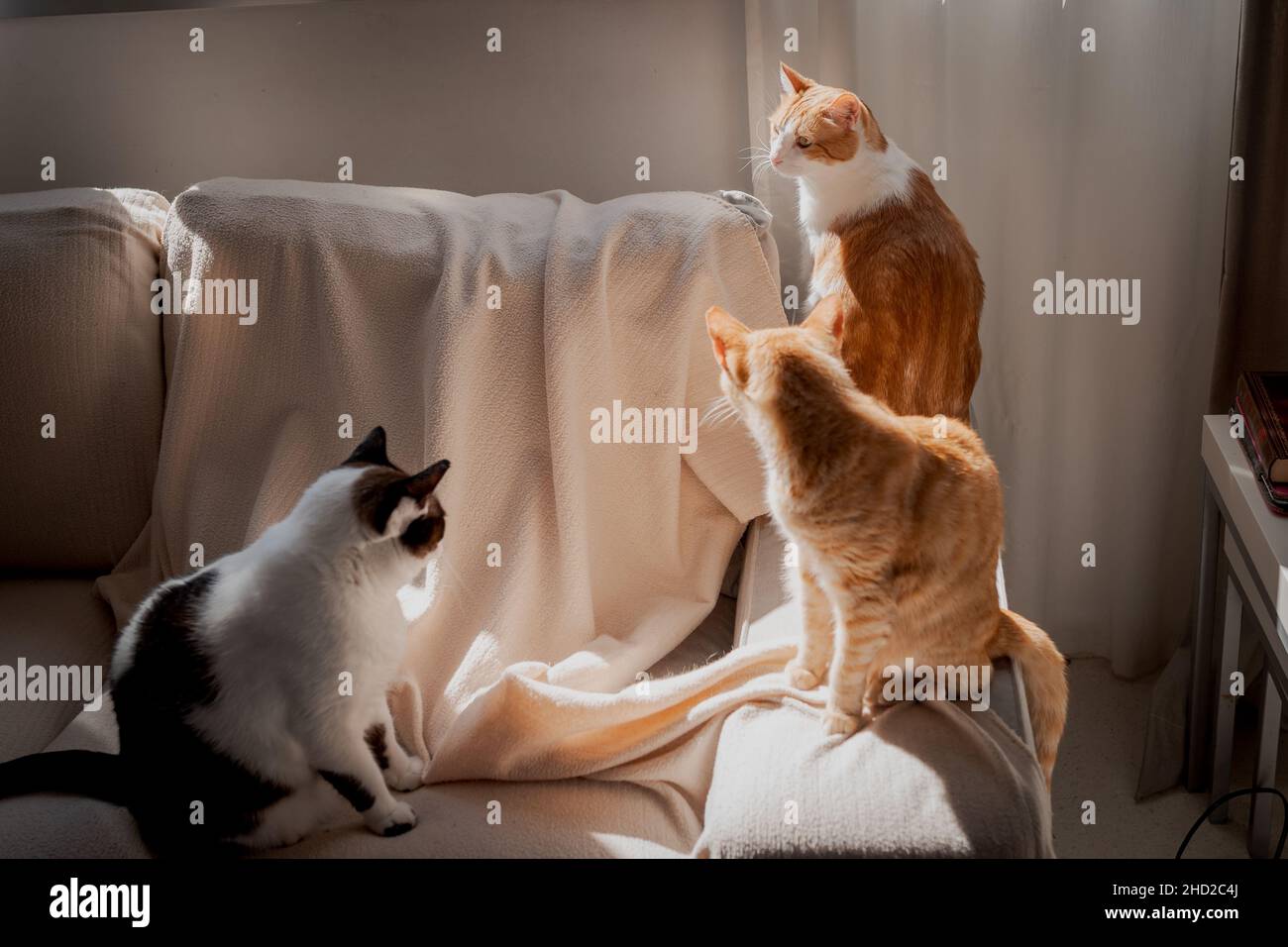 three domestic cats playing on a sofa under the light of the window ...