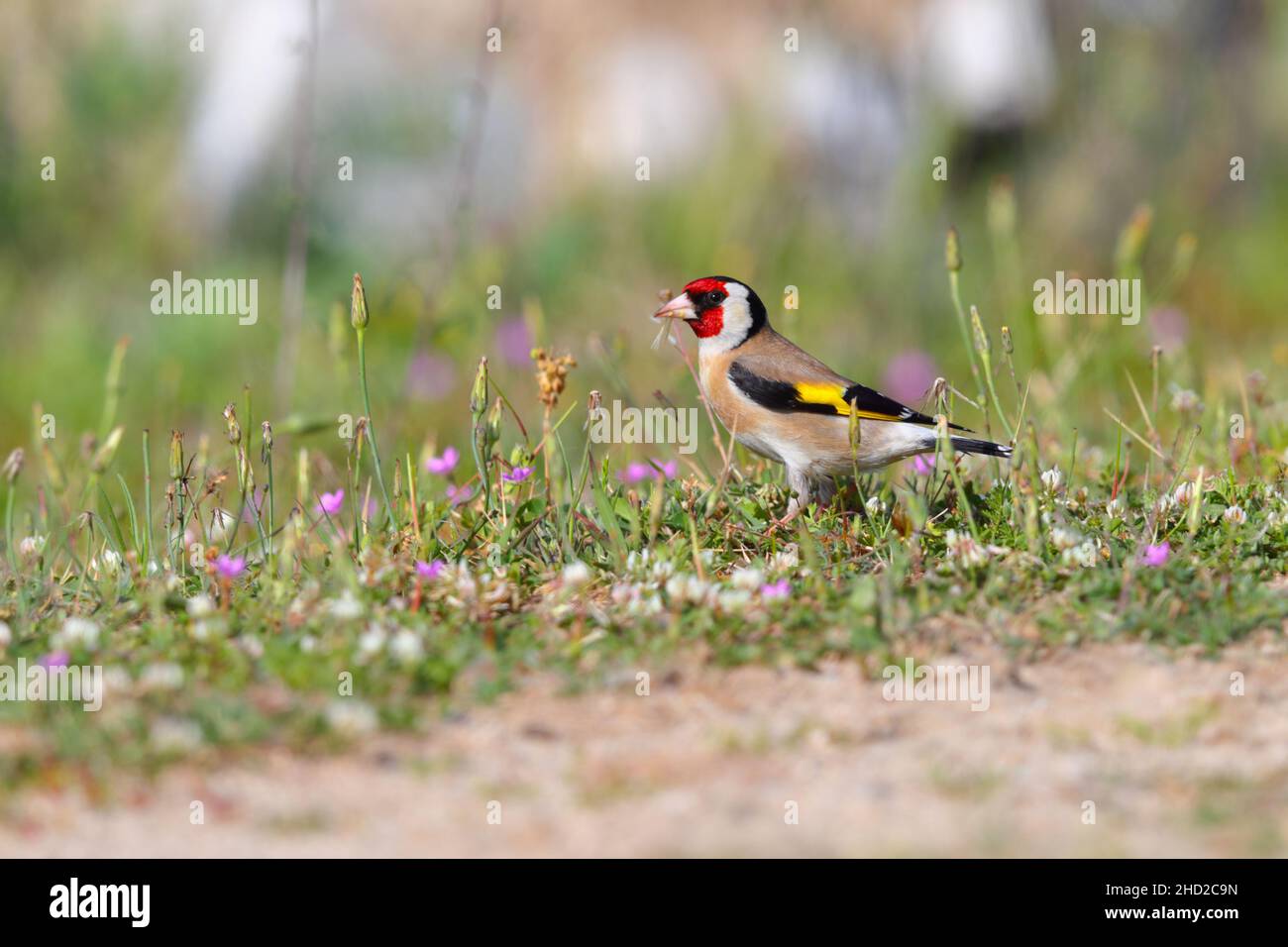 Male goldfinch hi-res stock photography and images - Alamy