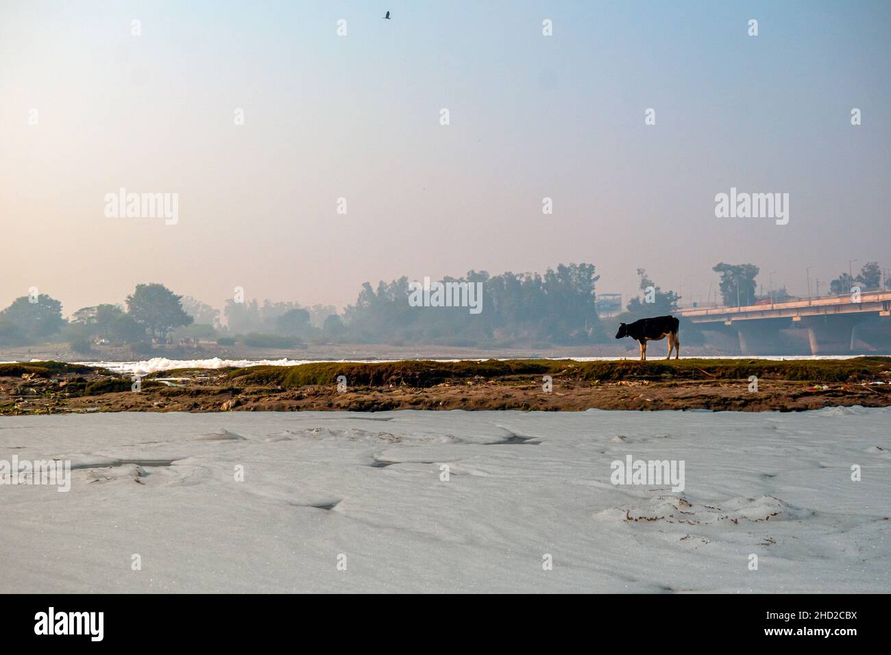 A cow stands on the bank of Yamuna River, covered by a chemical foam ...