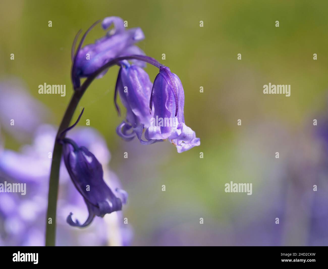 A single bluebell stands out from its siblings Stock Photo - Alamy