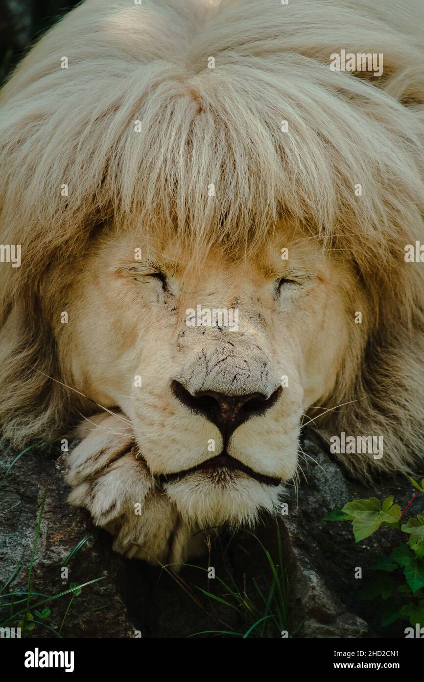 Vertical portrait of a lion with closed eyes Stock Photo - Alamy