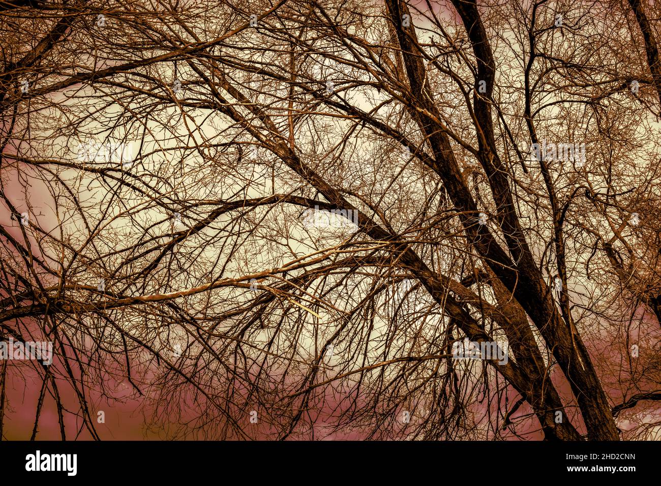 Tree limbs against a circular sky Stock Photo - Alamy