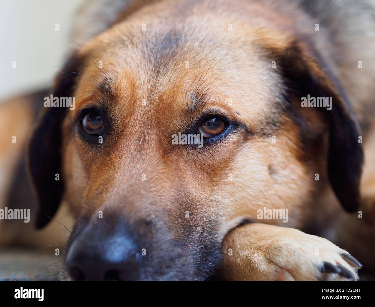 Lay up jump hi-res stock photography and images - Alamy
