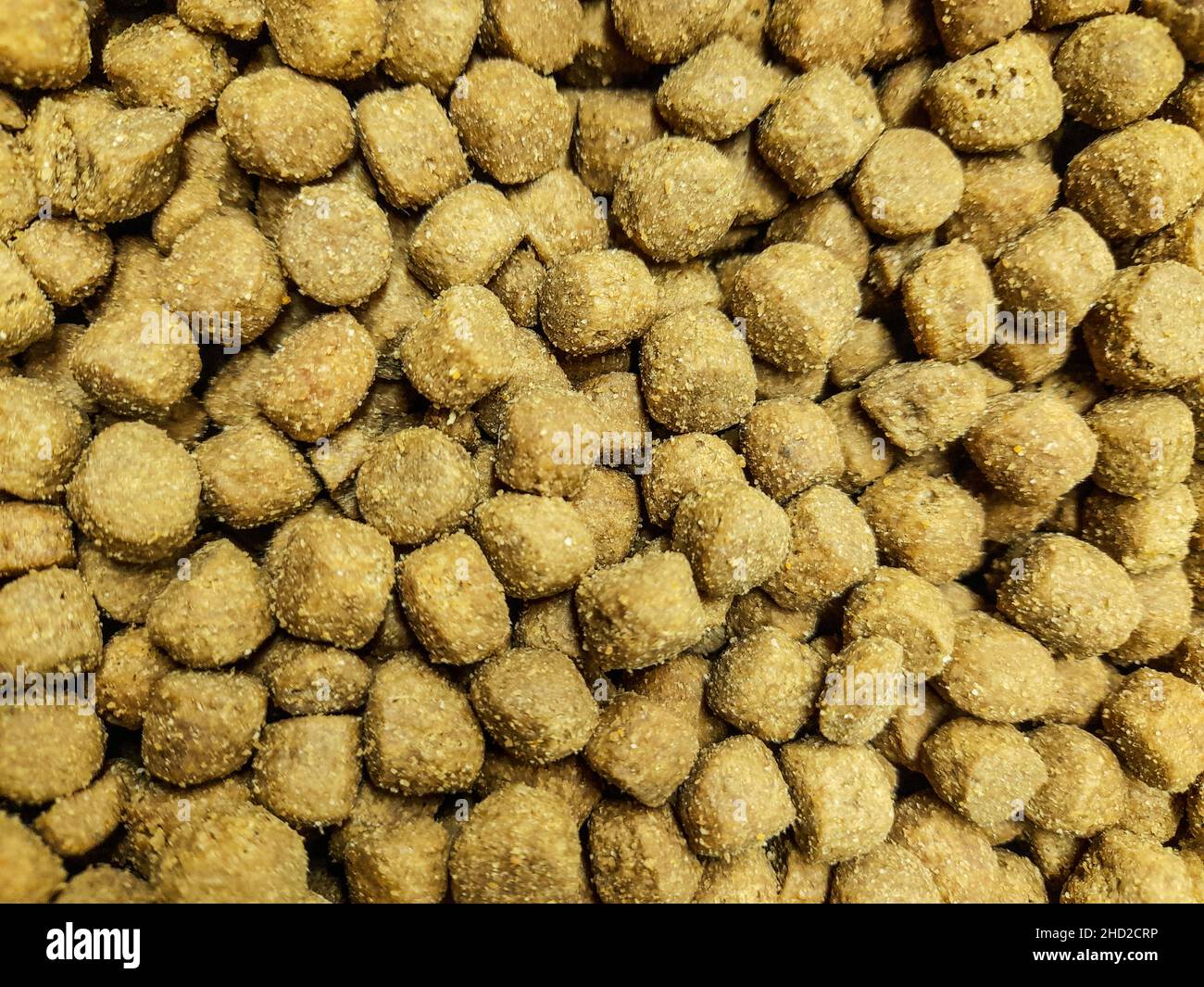 Canine domestic animals hi-res stock photography and images - Alamy