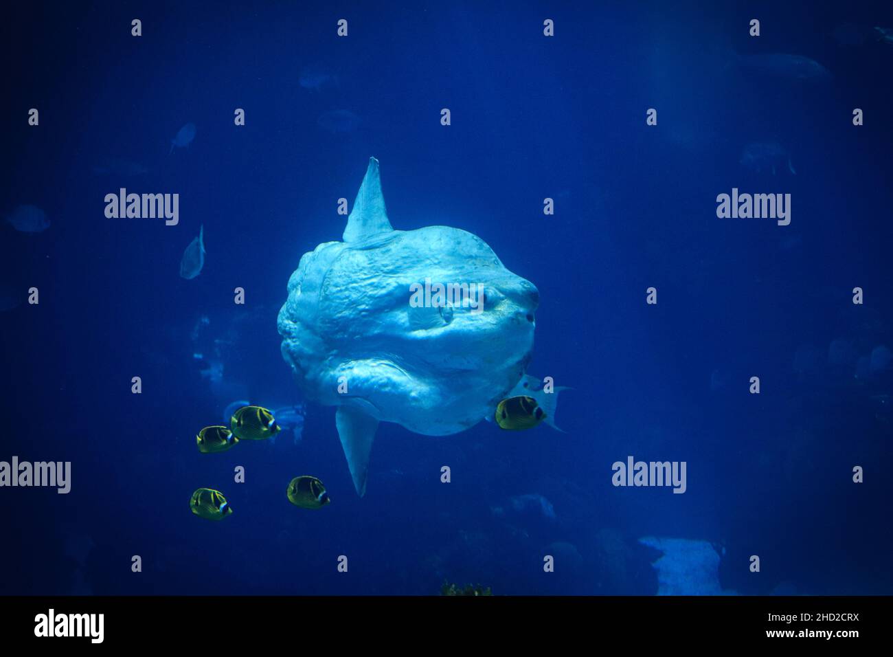 Sunfish swimming underwater hi-res stock photography and images - Alamy